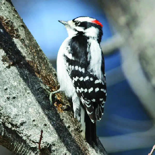 Picoides pubescens · Earth@Home: Biodiversity